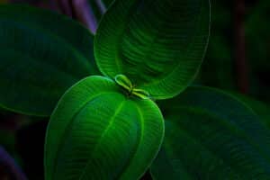 What is a puffer or inhaler? - Elizz